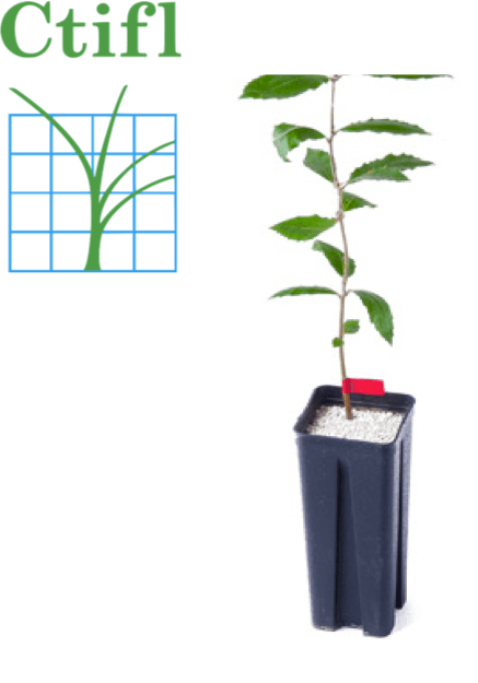 Plants Truffiers Mycorhizés Certifiés CTIFL - vente en ligne