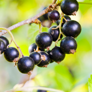 Plant de Cassissier Bio Ben Nevis. Certifié AB. Vente en ligne