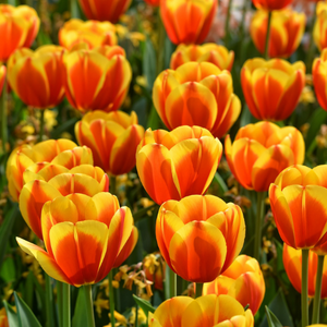 Bulbe de Tulipe Bio : Jan Seignette - Vente en ligne