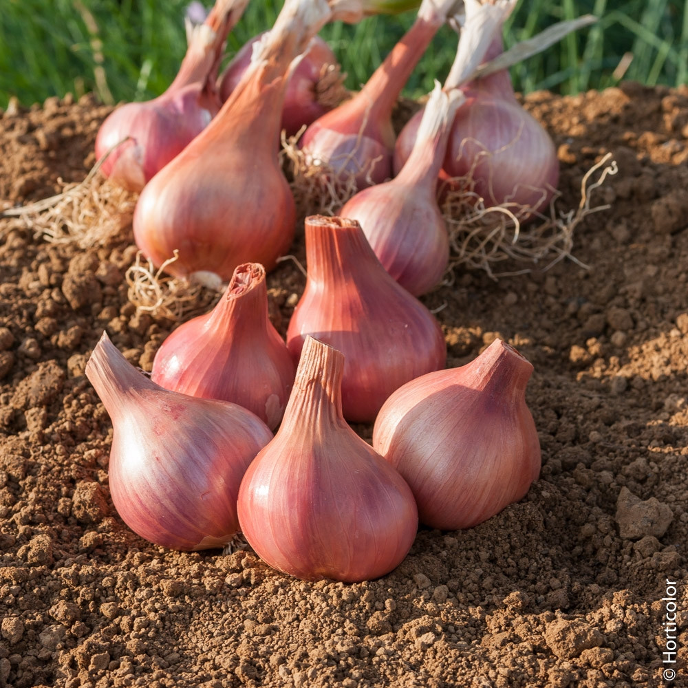 Bulbe d'Echalote Bio Red Sun 15/35 - Certifié AB - Vente en ligne