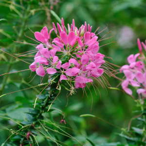 Cléome Rose - Vente en ligne
