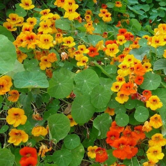 CAPUCINE variée - Vente en ligne