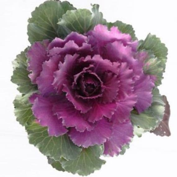 CHOU D'ORNEMENT Feuille plate Coeur rouge rosé - Vente en ligne