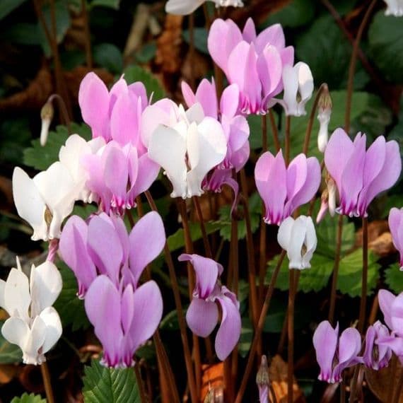 CYCLAMEN VIVACE de Naples Rose - Vente en ligne