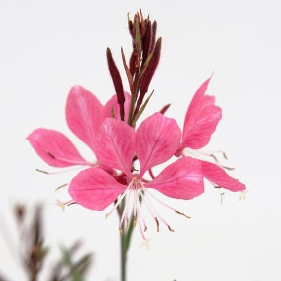 GAURA Rose - Vente en ligne