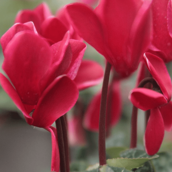MINI CYCLAMEN varié - Vente en ligne
