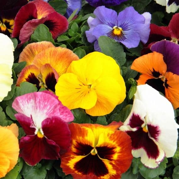 Pensées variée - Vente en ligne