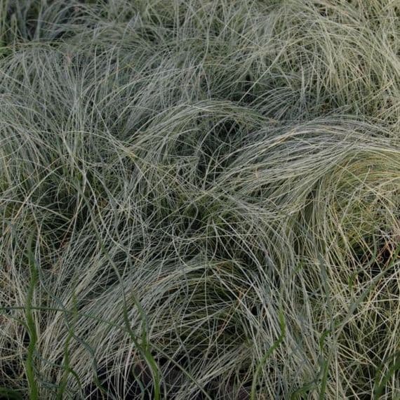 CAREX Amazon Mix - Vente en ligne