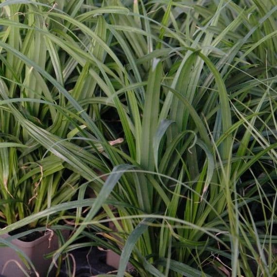 CAREX Fresh - Vente en ligne