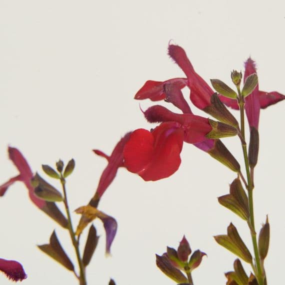 SAUGE vivace Salvia Greggii ROUGE foncé - Vente en ligne