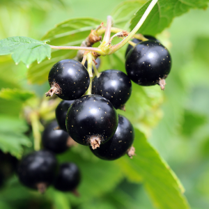 Cassissier Big Ben Racine Nue 1 branche - Vente en ligne