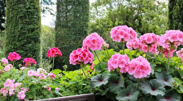 Géraniums - Vente en ligne