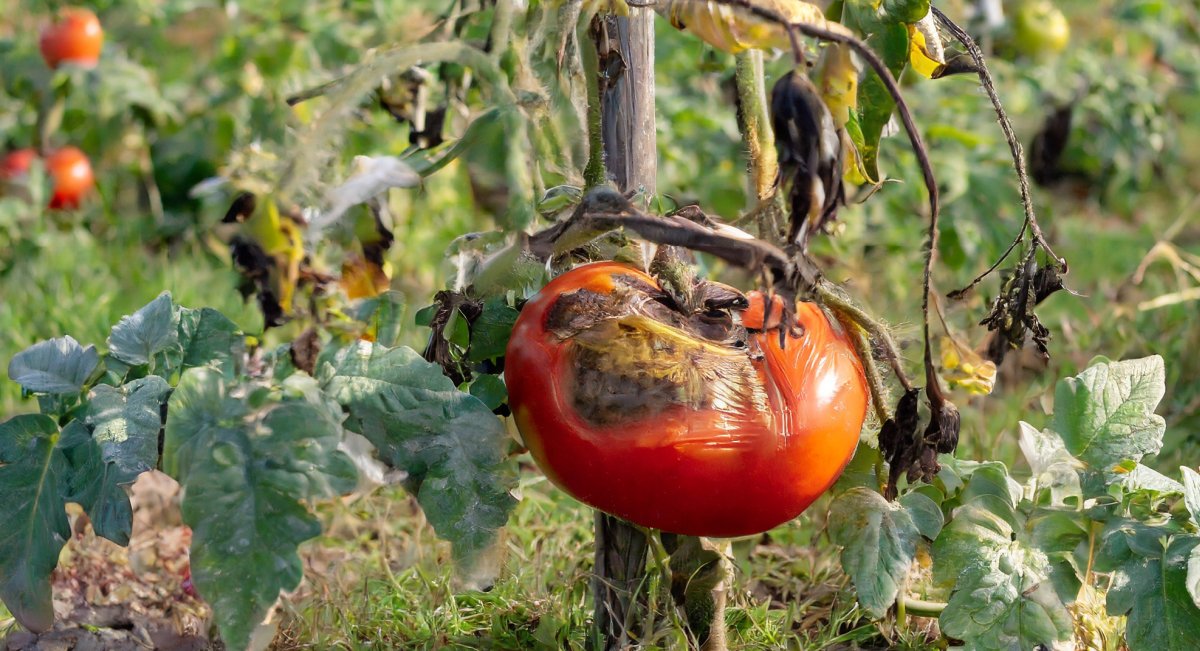 Graine de Tomate Bio - Certifié AB - Vente en ligne