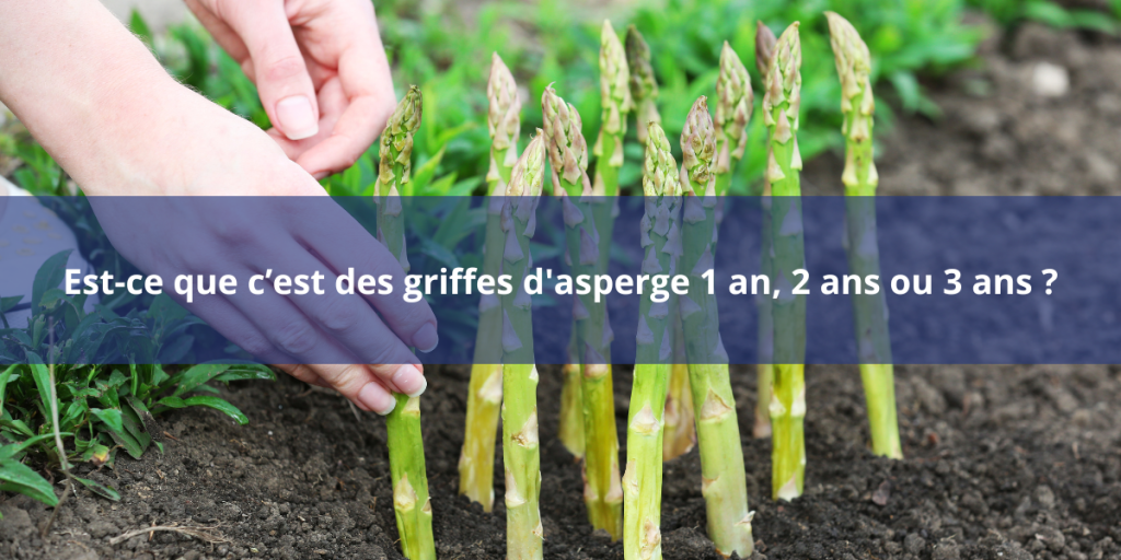 Est-ce que c’est des griffes d'asperge 1 an, 2 ans ou 3 ans
