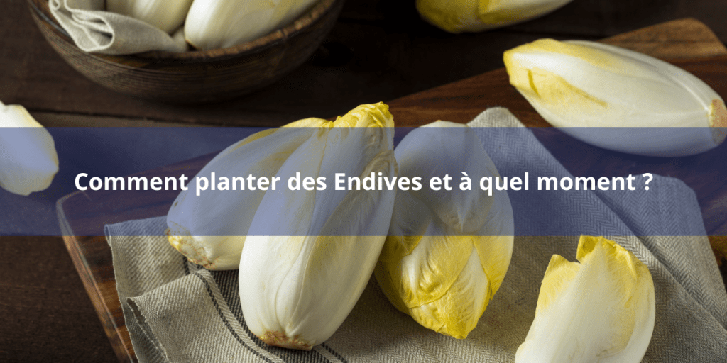 Comment planter des Endives et à quel moment